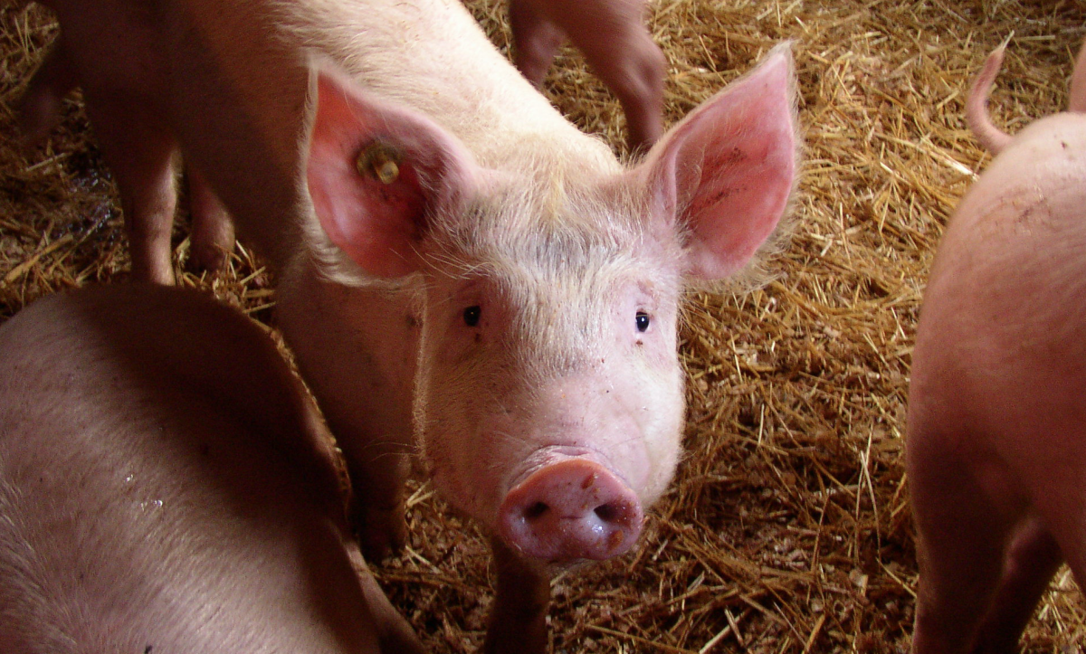 Is hoog welzijn Nederlands varken een mythe? - Foodlog